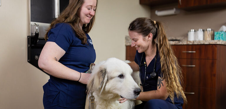 Small Animal Request Appointment | Fenton River Veterinary Hospital