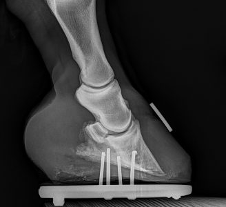 Equine Digital X-Ray at Fenton River Veterinary Hospital | Tolland, CT